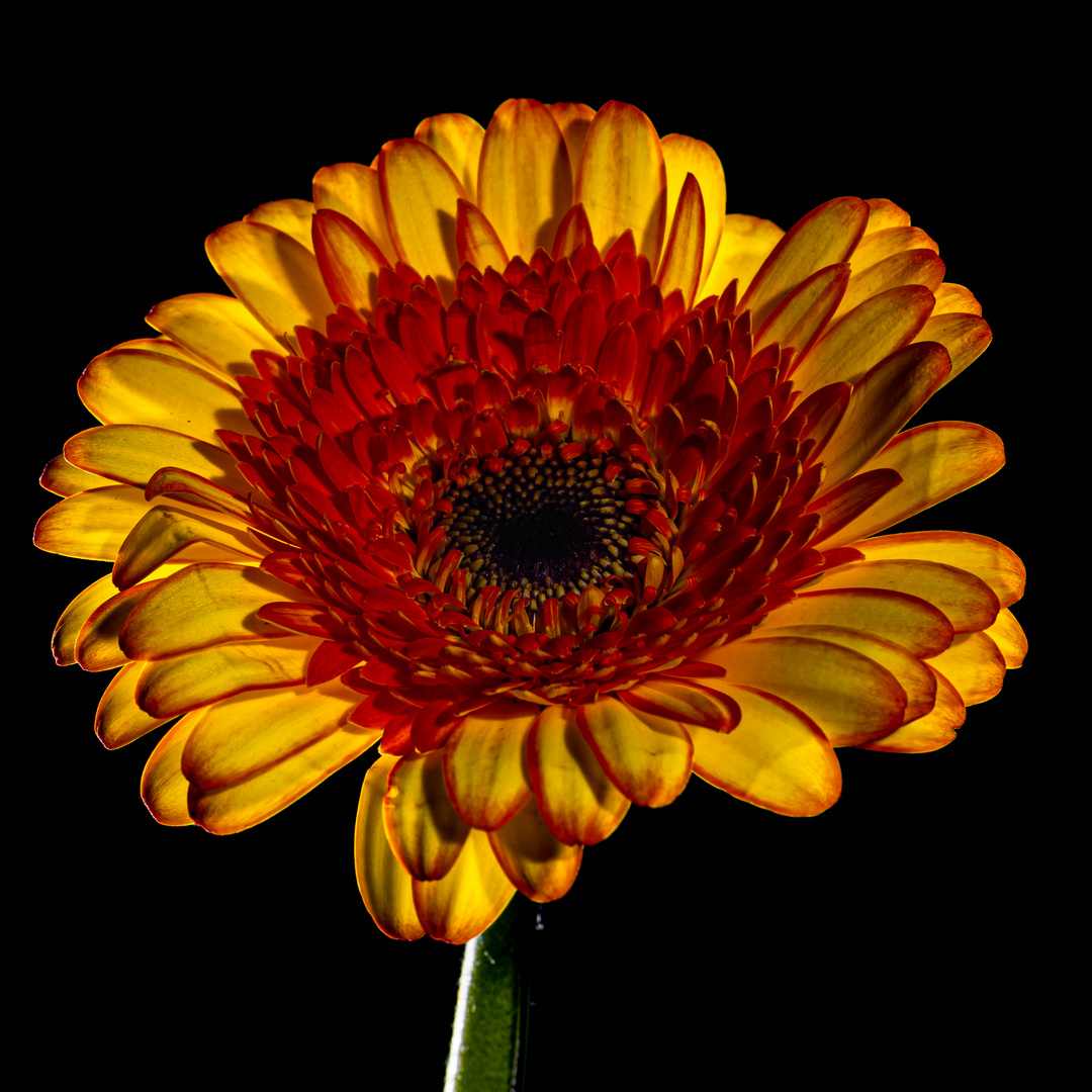 Flower Power Foto & Bild | pflanzen, pilze & flechten, blüten ...