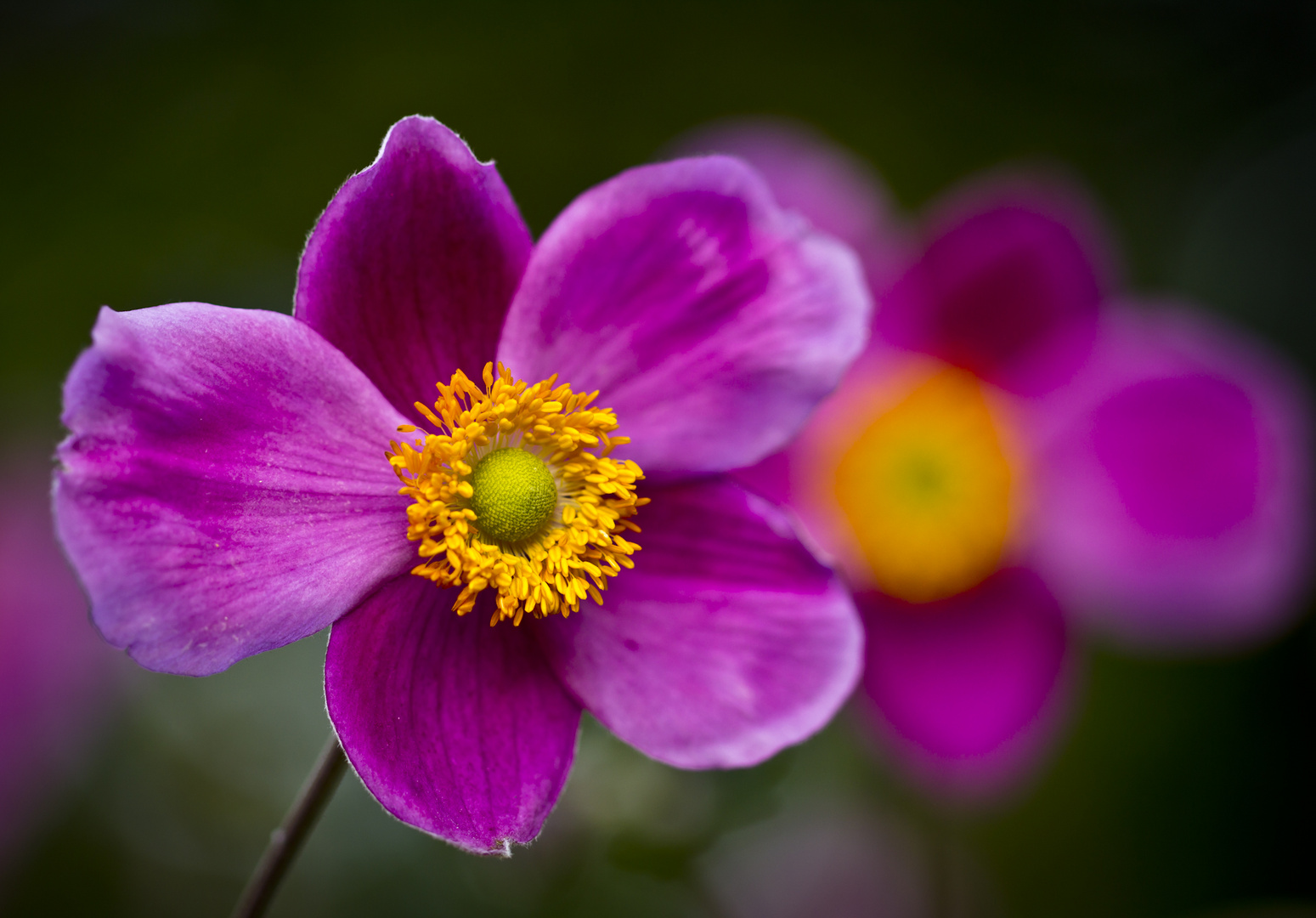 Flower Power Foto & Bild | pflanzen, pilze & flechten, blüten ...