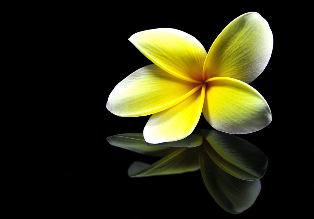 Flower Reflection For Nine55rose