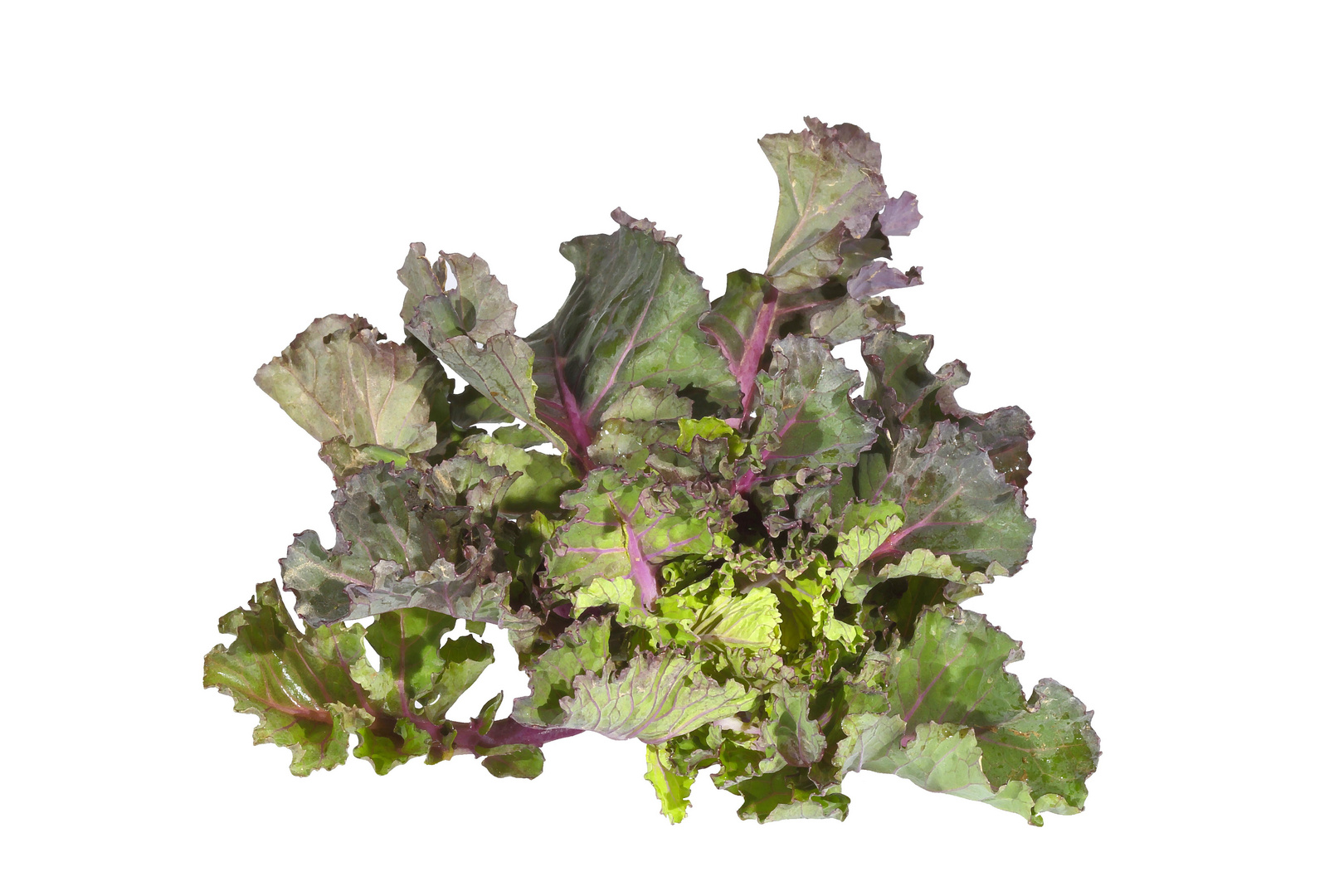 Flower Sprout 4 Foto & Bild | stillleben, essen & trinken, obst ...