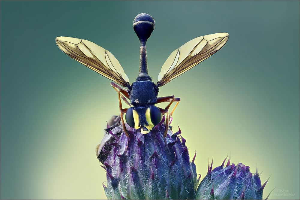 Flügel Foto & Bild | tiere, wildlife, insekten Bilder auf fotocommunity