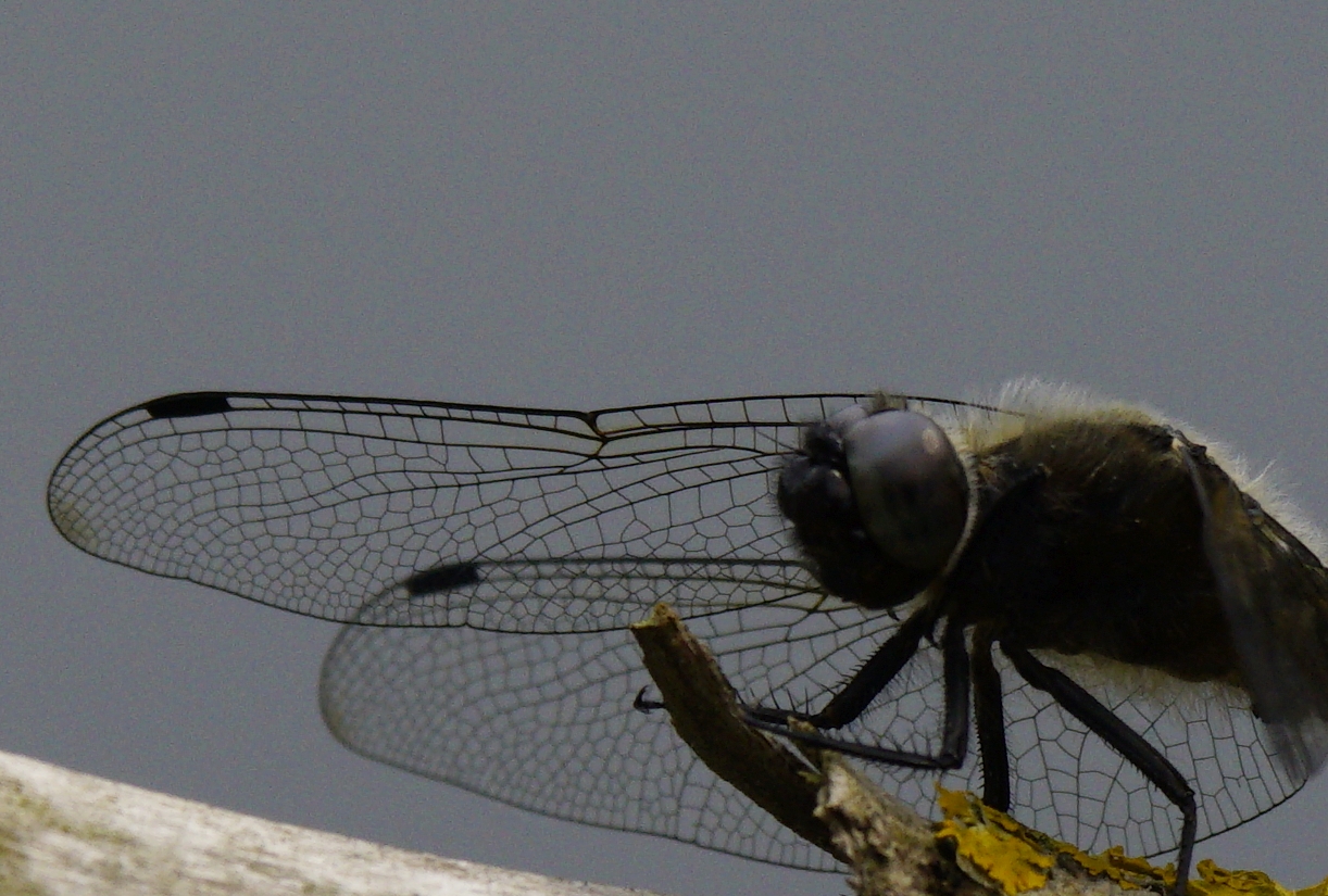 Flügel. Foto & Bild | tiere, wildlife, libellen Bilder auf fotocommunity
