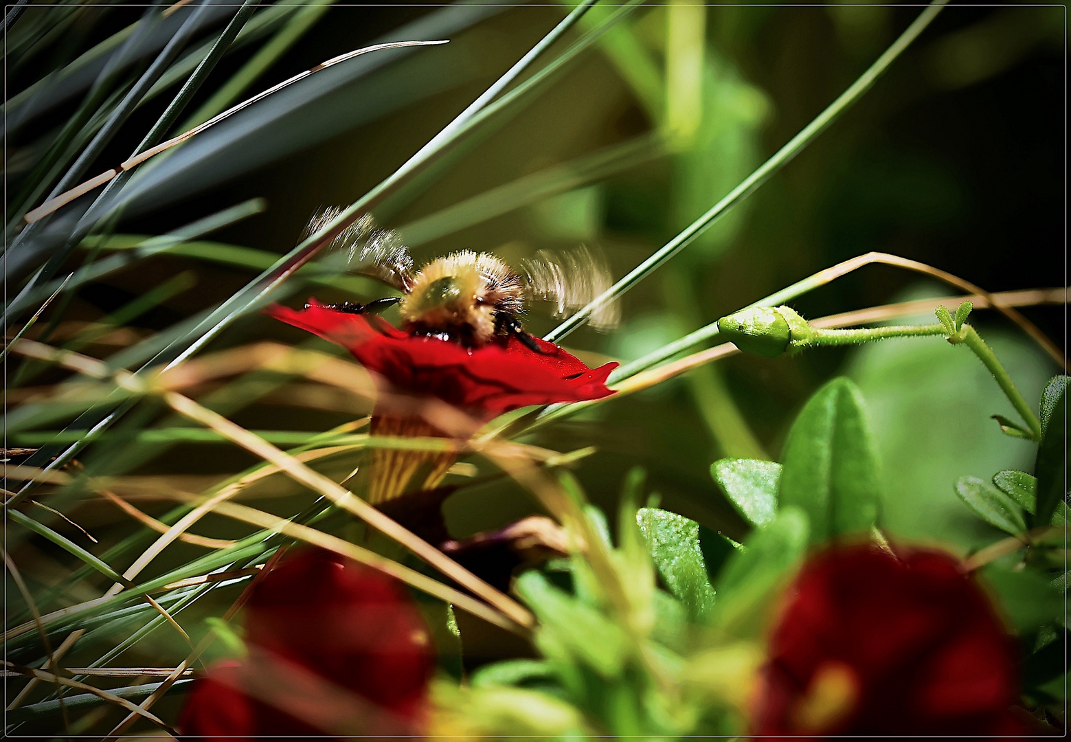 Flügelschlag einer Biene Foto & Bild | tiere, wildlife, insekten Bilder ...