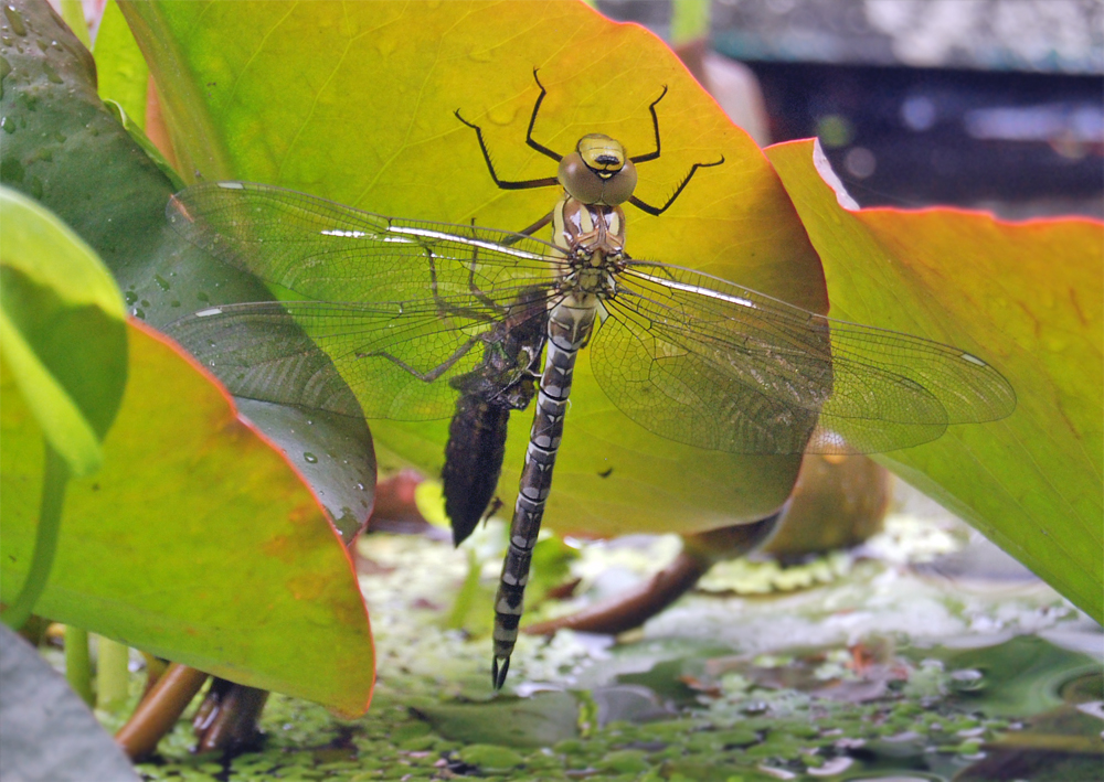 flügge Foto & Bild | tiere, wildlife, insekten Bilder auf fotocommunity