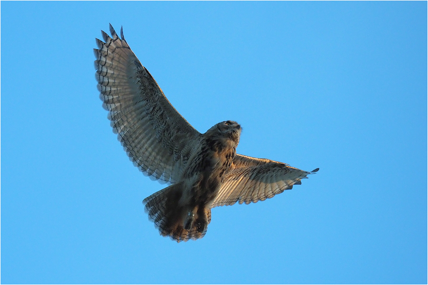 Flügge Foto & Bild | tiere, wildlife, wild lebende vögel Bilder auf ...