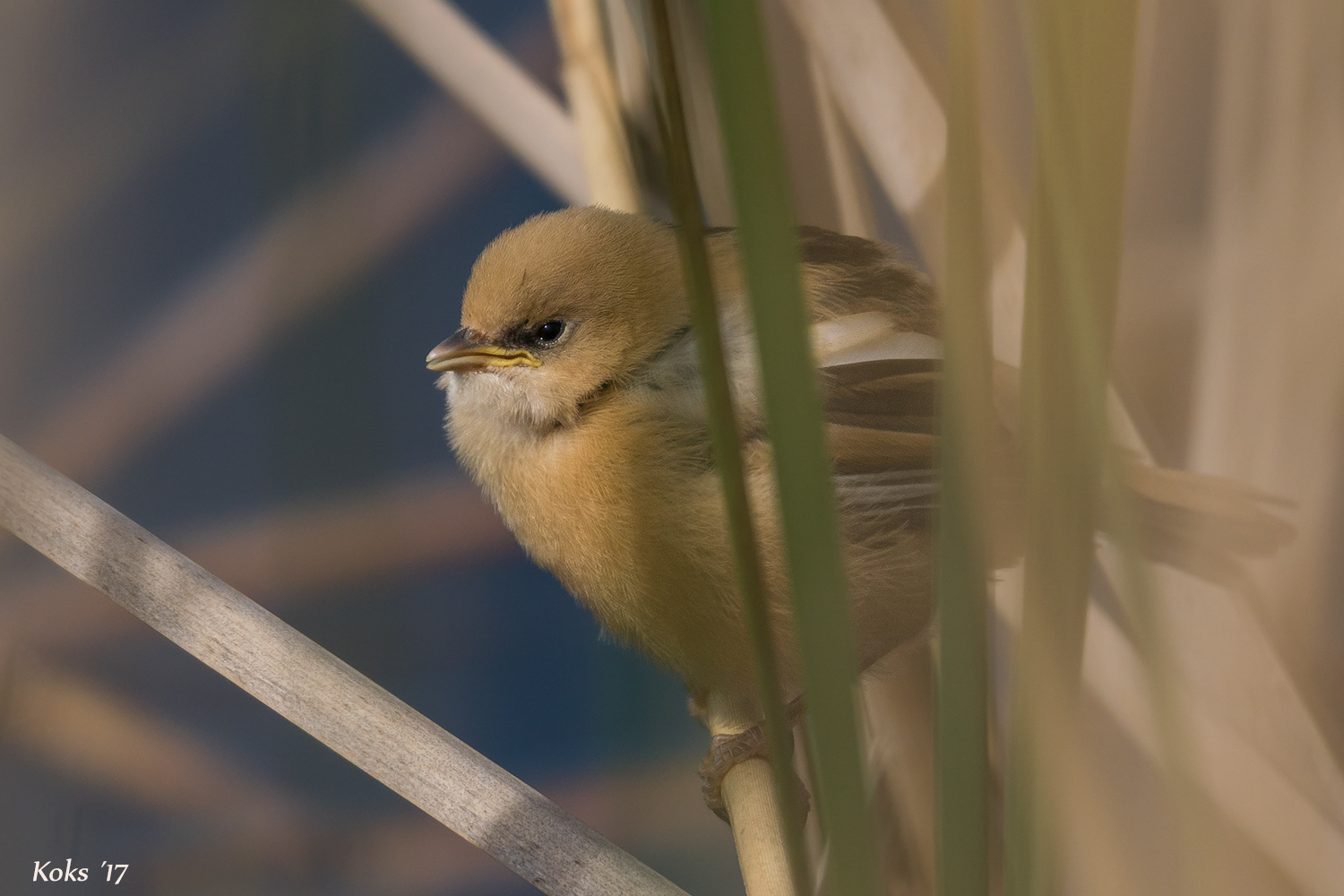 Flügge Foto & Bild | natur, tiere, vögel Bilder auf fotocommunity
