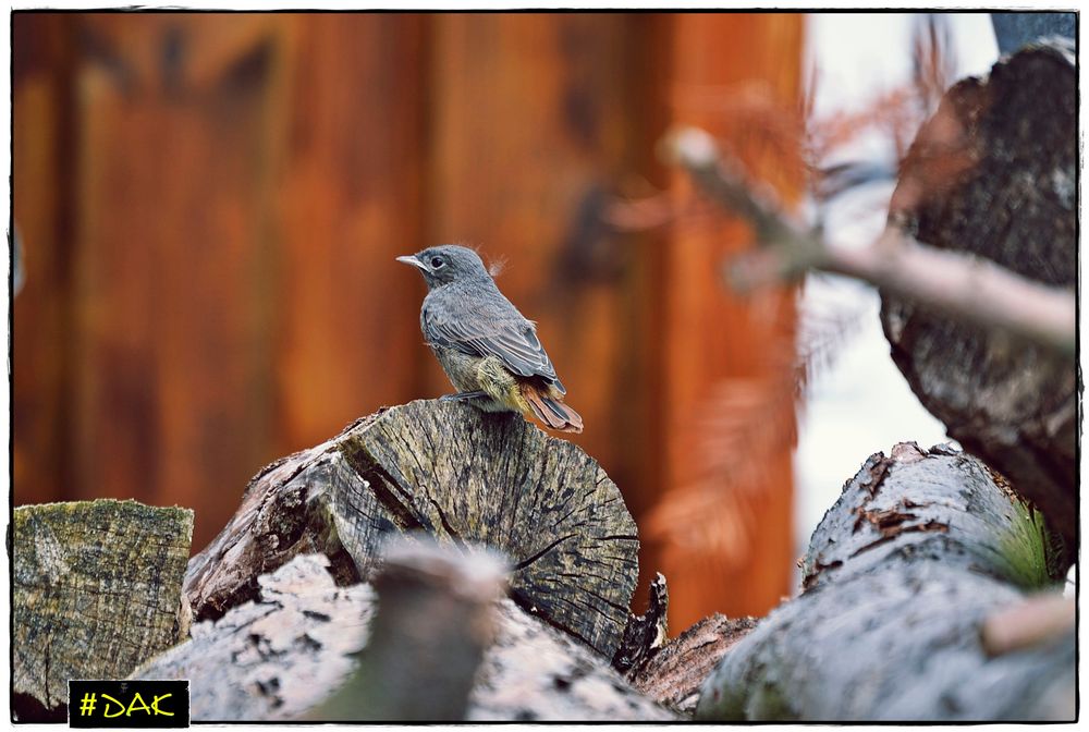 Flügge Foto & Bild | tiere, tierkinder, first of all Bilder auf ...
