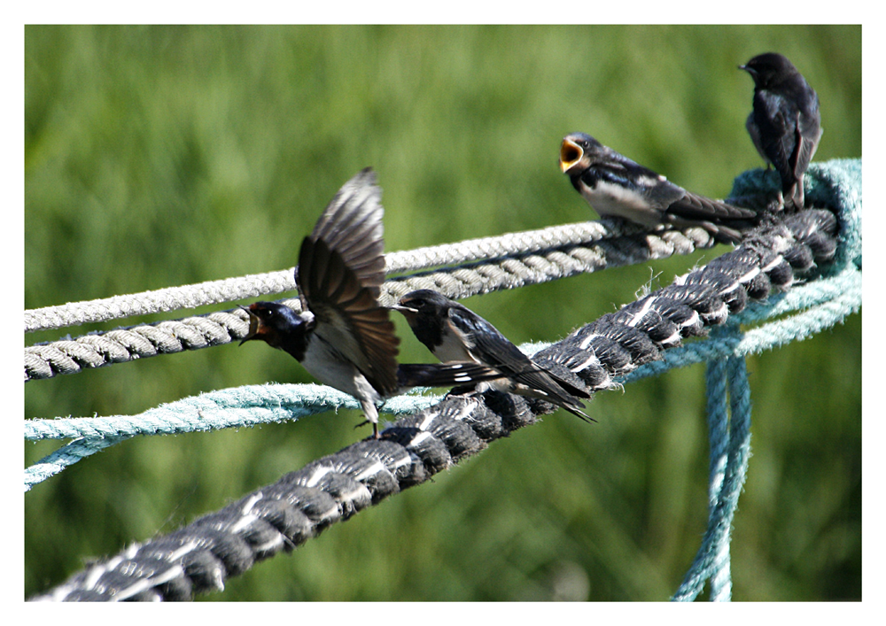 flügge Foto & Bild | tiere, wildlife, wild lebende vögel Bilder auf ...