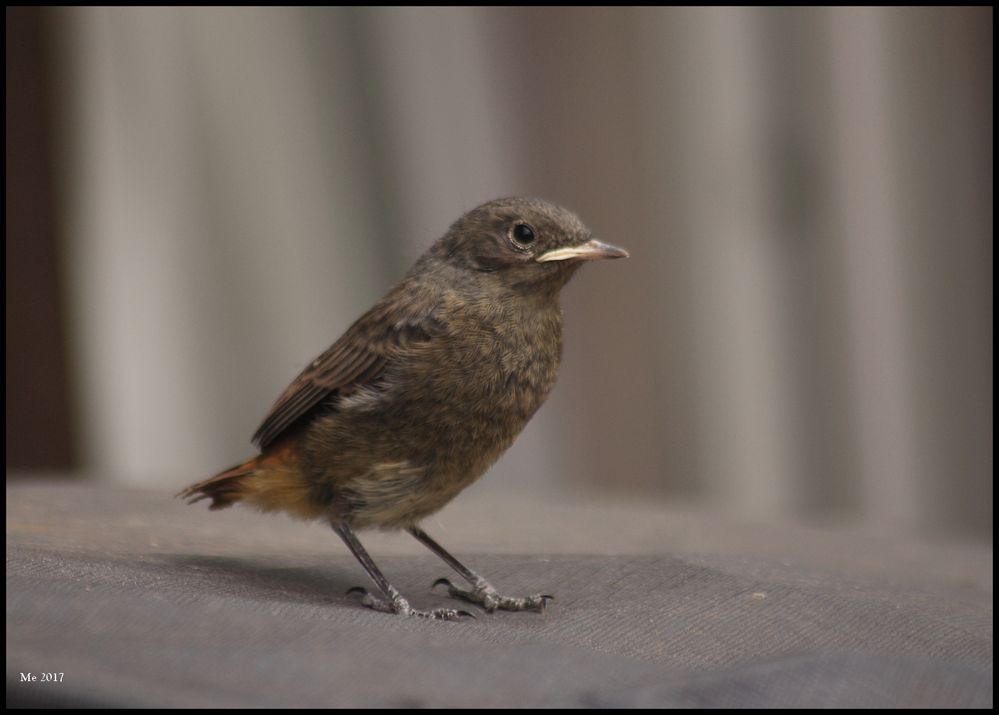 flügge Foto & Bild | natur, tiere, vögel Bilder auf fotocommunity