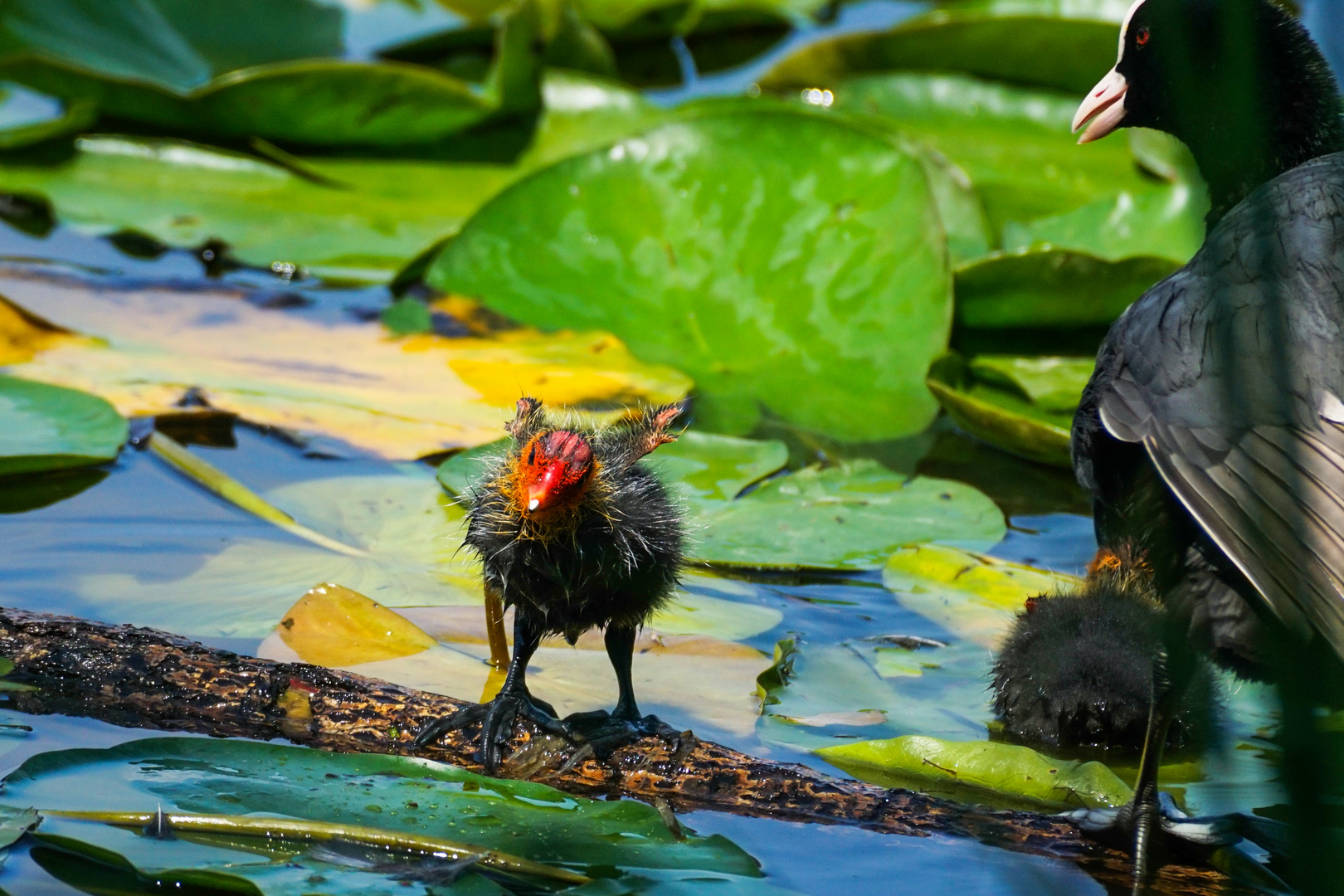 Flügge werden... Foto & Bild | tierfotos, fun, natur Bilder auf ...