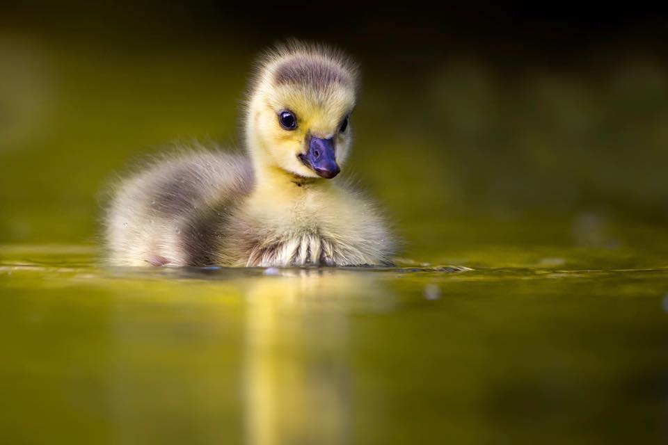 flügge werden Foto & Bild | natur, vögel, wildlife Bilder auf fotocommunity