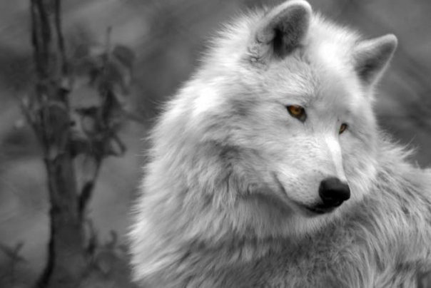 Fluffy Wolf Foto & Bild | natur, tiere, youth Bilder auf fotocommunity
