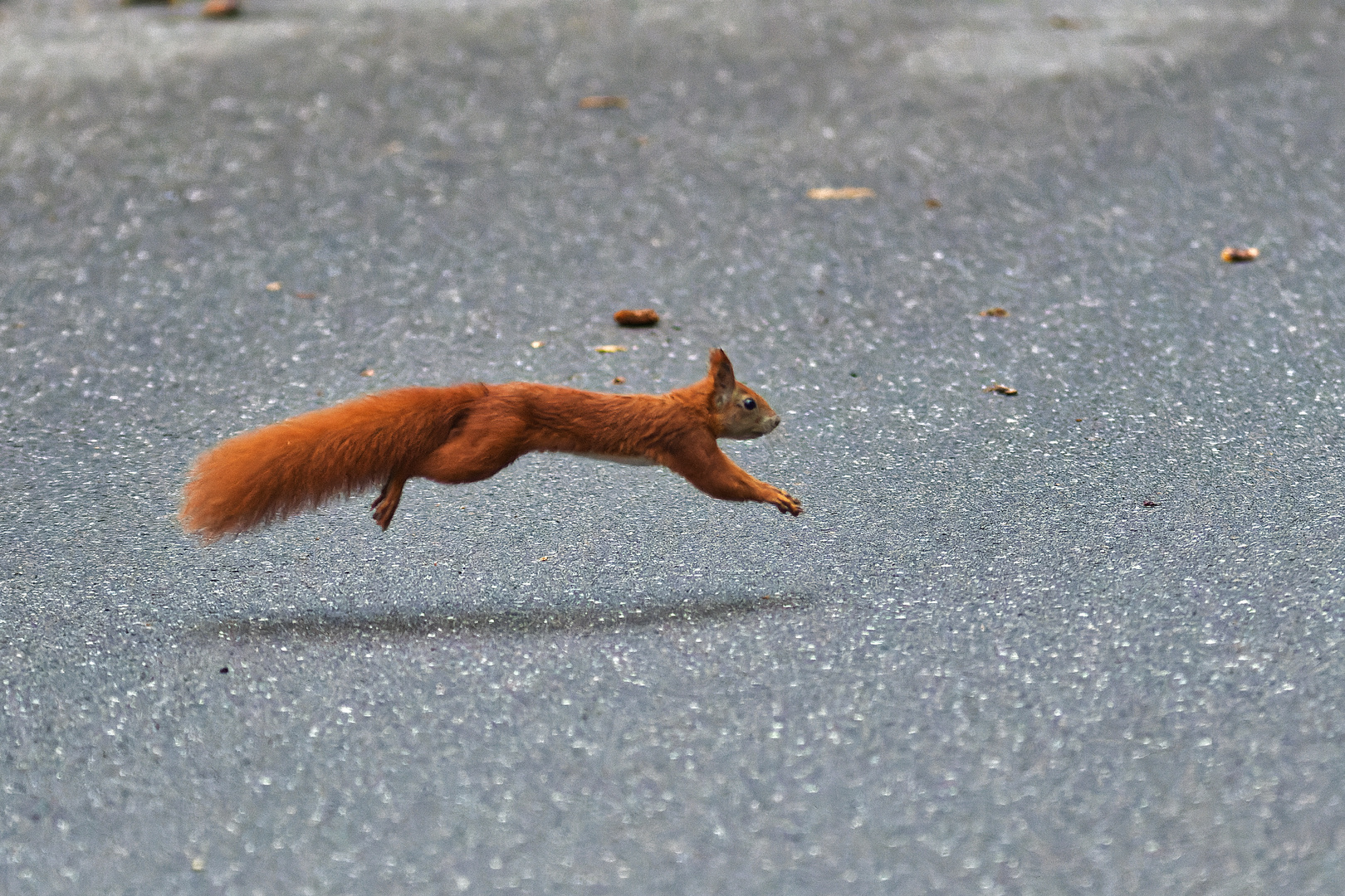 flug Foto & Bild | tiere, natur Bilder auf fotocommunity