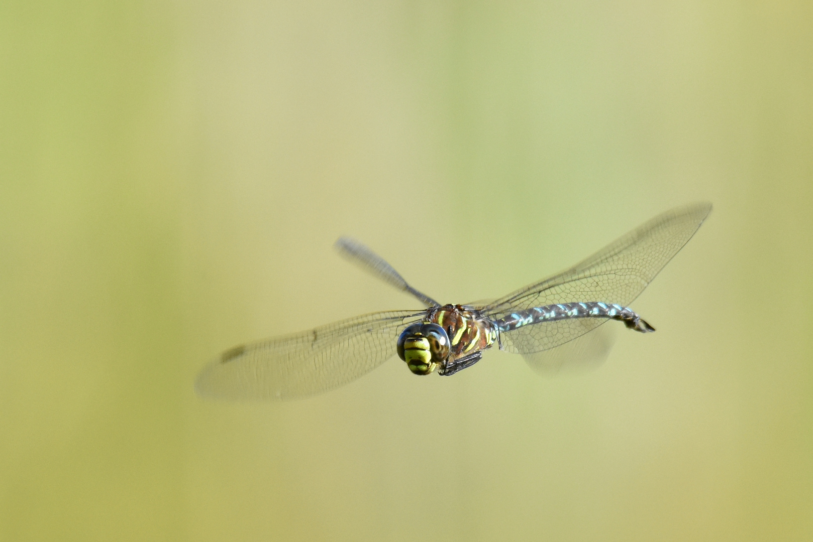 Flug Foto & Bild | natur, insekten, tiere Bilder auf fotocommunity