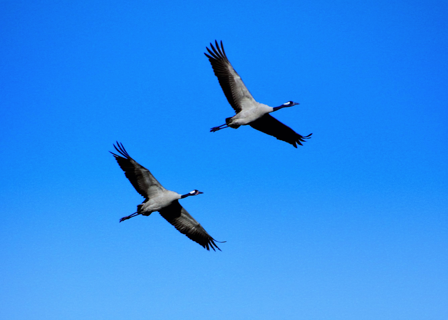 Flug der Kraniche Foto & Bild | tiere, wildlife, wild lebende vögel Bilder auf fotocommunity