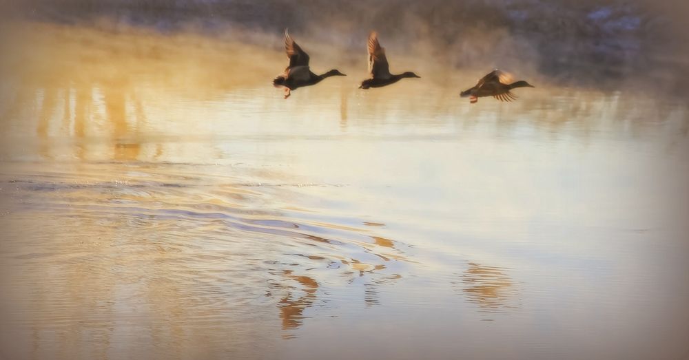 Flug der Vögel Foto & Bild | art, spezial, outdoor Bilder auf fotocommunity