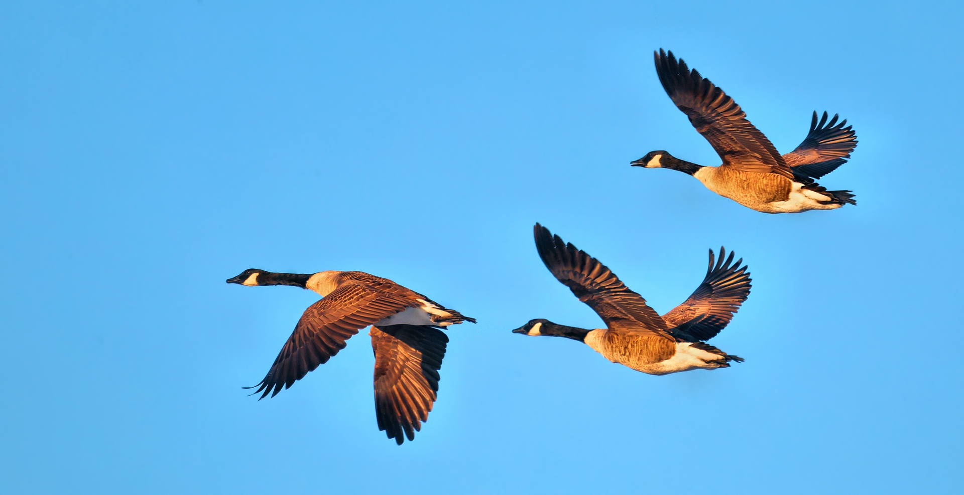 FLUG DER WILDGÄNSE Foto & Bild | winter, natur, stuttgart Bilder auf ...