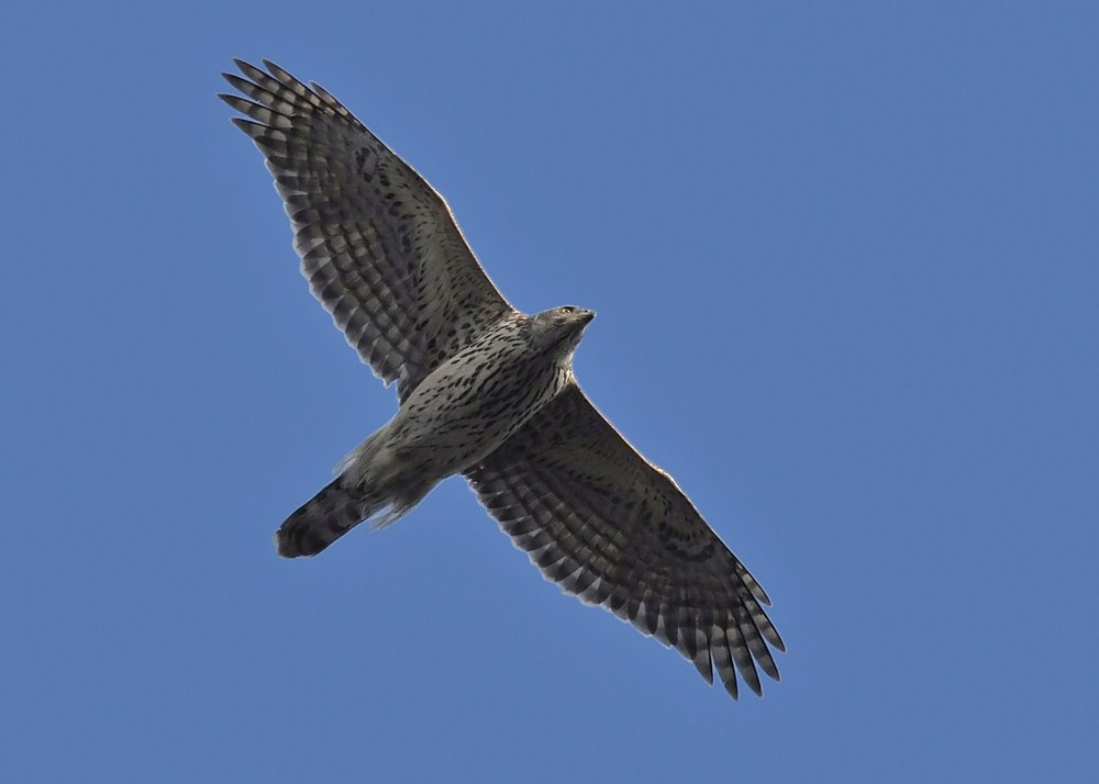 Flugbild Habicht Foto & Bild | tiere, wildlife, wild lebende vögel ...
