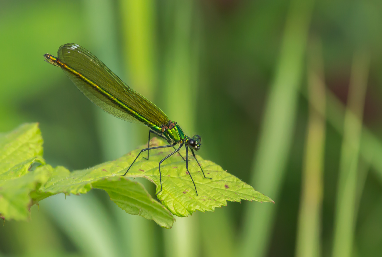 Flugdrachen Foto & Bild | natur, insekten, tiere Bilder auf fotocommunity