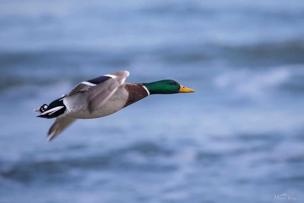Flugente Foto & Bild | wasser, ostsee, meer Bilder auf fotocommunity