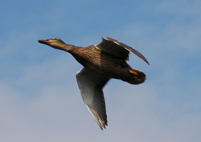 Flugente Foto & Bild | deutschland, europe, hessen Bilder auf fotocommunity