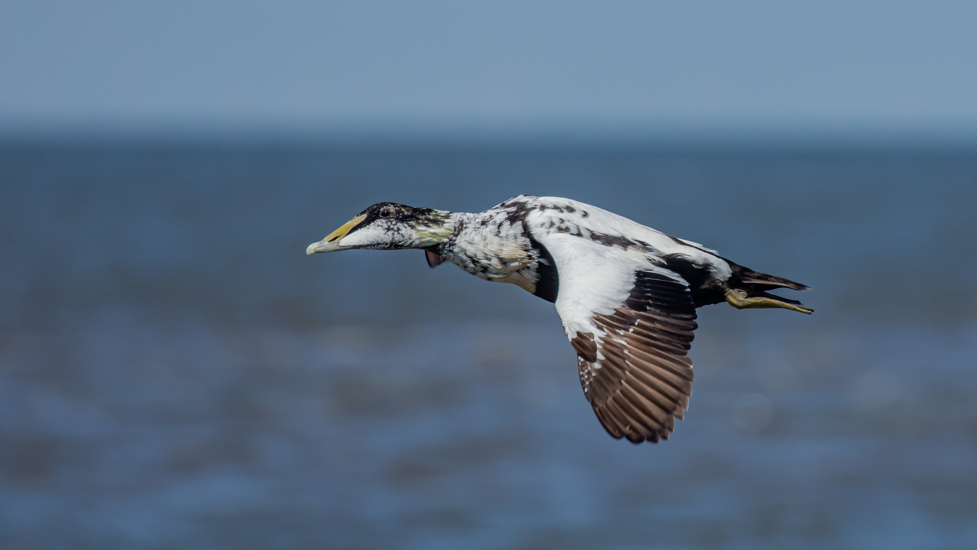 Flugente Foto & Bild | nature, world, meer Bilder auf fotocommunity