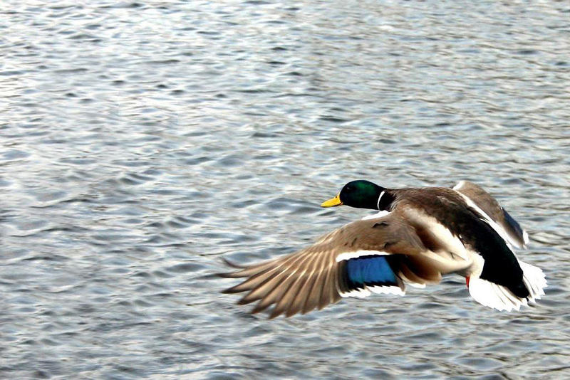 Flugente:-)) Foto & Bild | tiere, wildlife, wild lebende vögel Bilder ...
