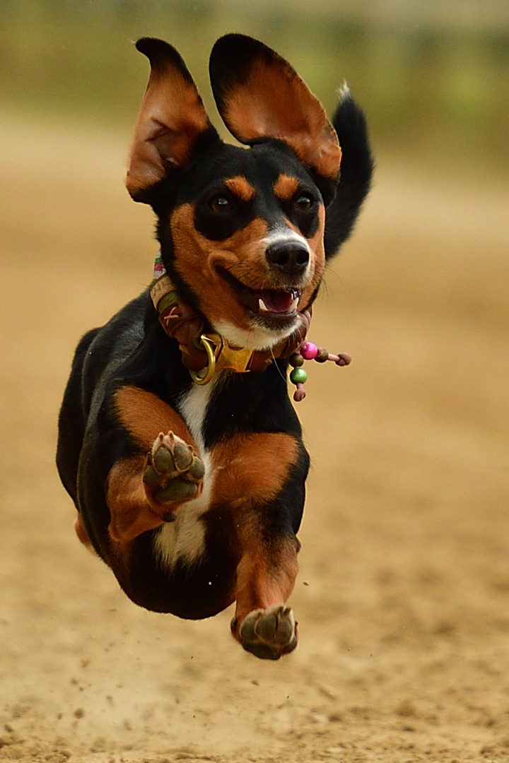 Flughund Foto & Bild | tiere, tier und mensch, heimische tiere Bilder ...