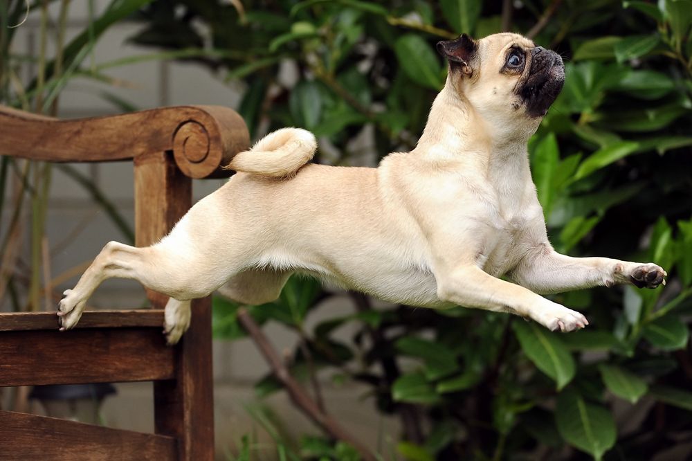 Flughund Foto & Bild | tiere, haustiere, hunde Bilder auf fotocommunity