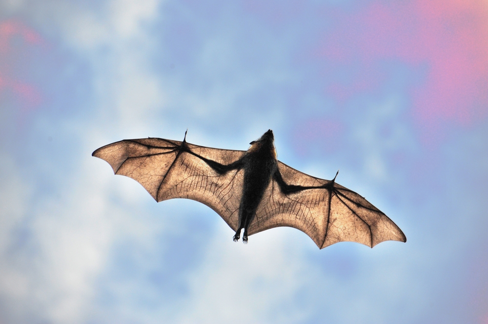 Flughund Foto & Bild | tiere, wildlife, säugetiere Bilder auf fotocommunity