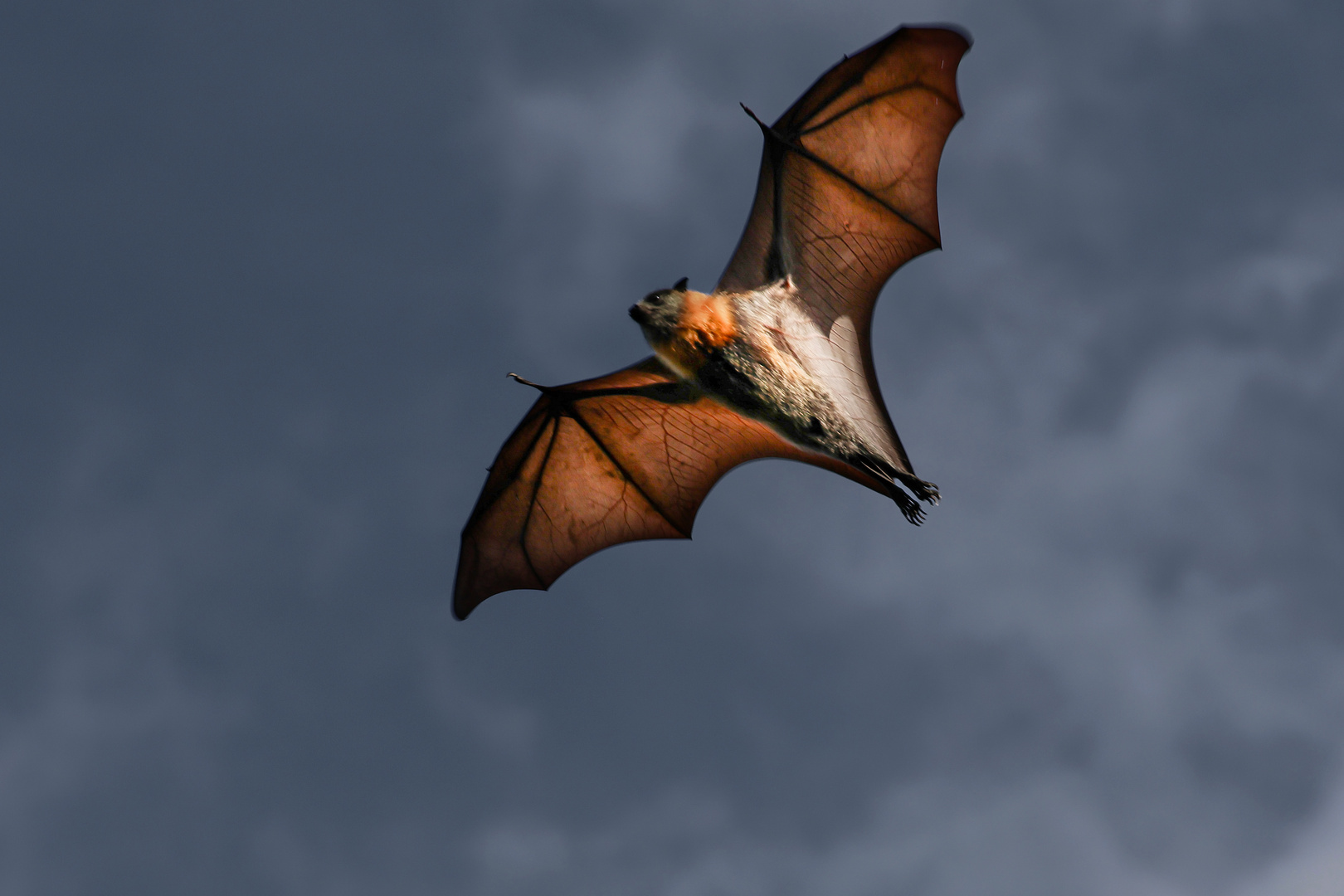 Flughund im Flug Foto & Bild | natur, flug, fledermaus Bilder auf ...