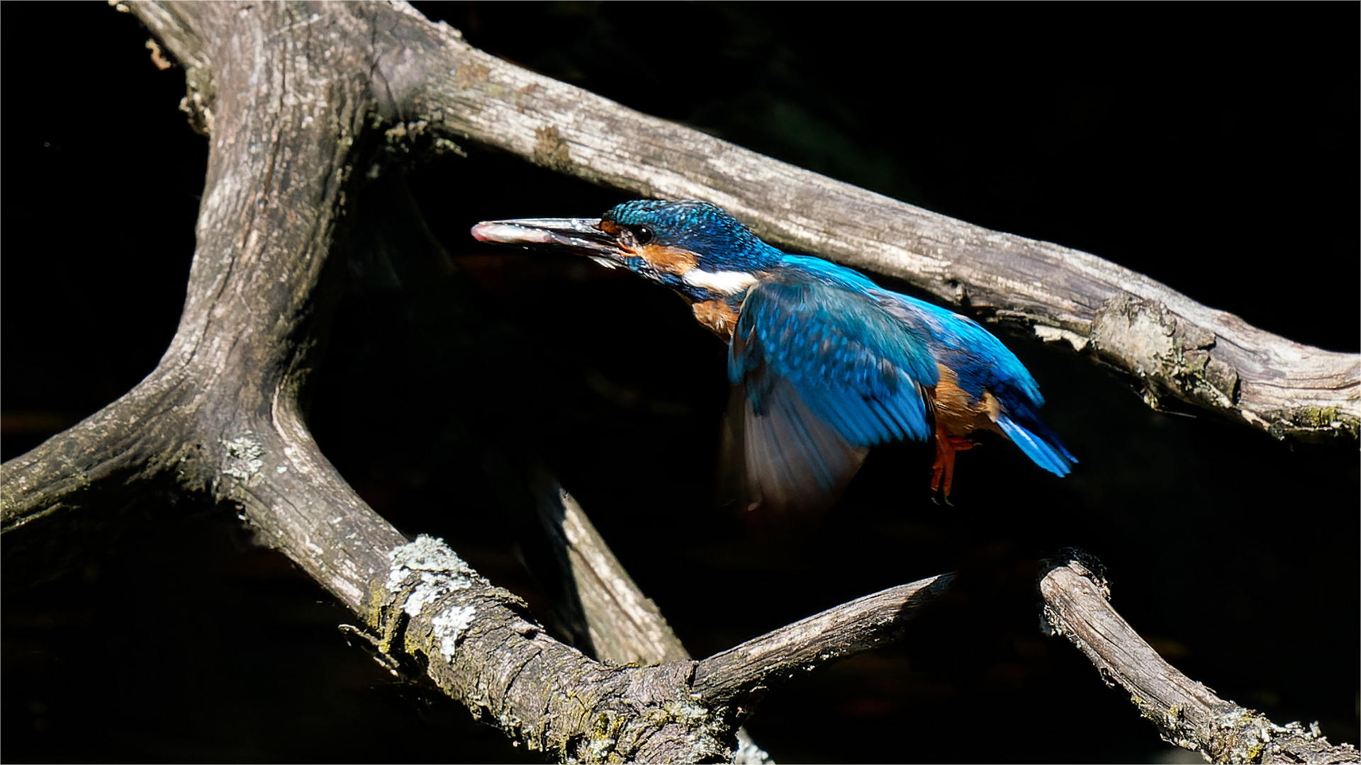 flugs mit Fisch zur Brutröhre ..... Foto & Bild | tiere, wildlife, wild ...