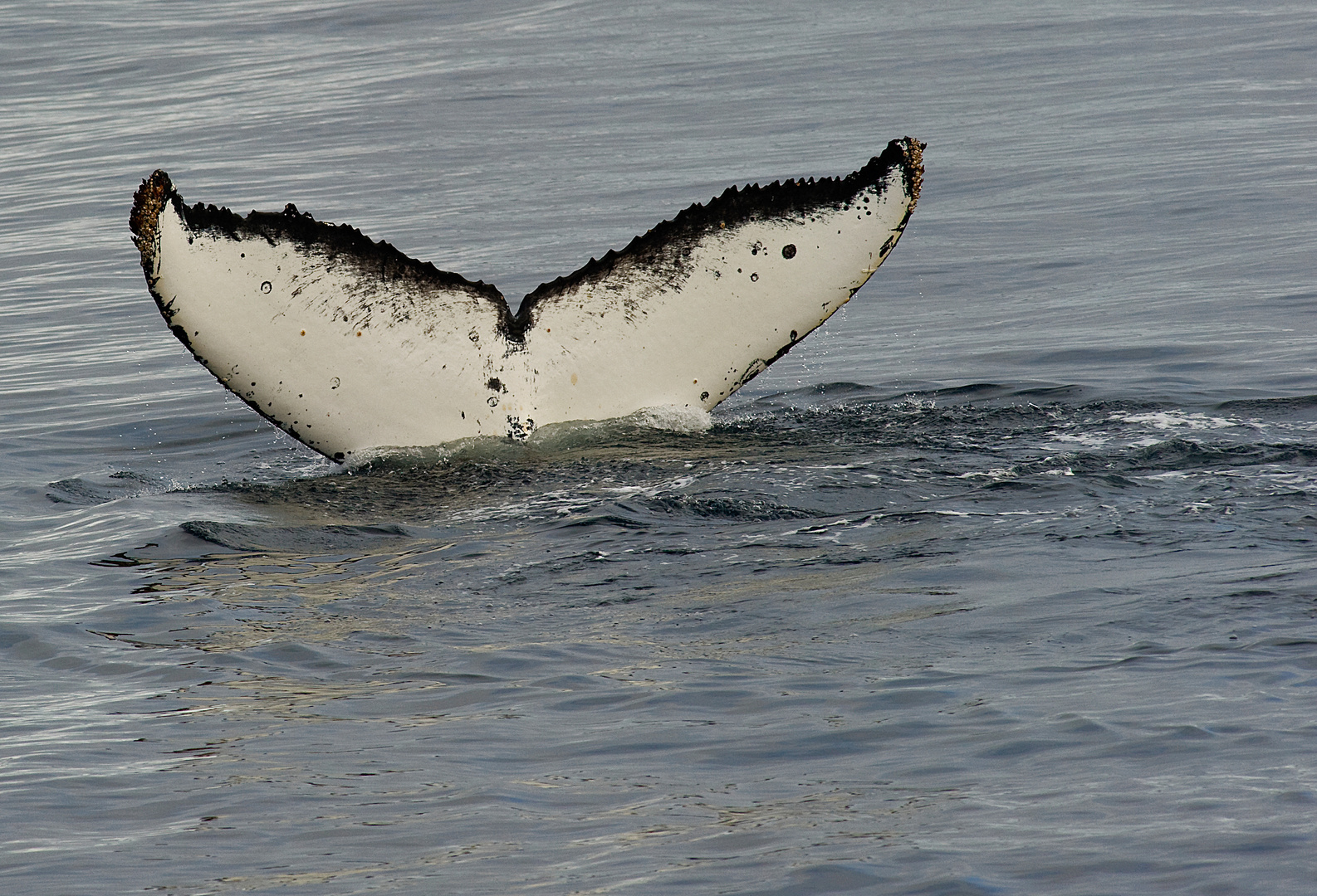 Fluke eines Buckelwals Foto & Bild | antarctica, poles, antarktis ...