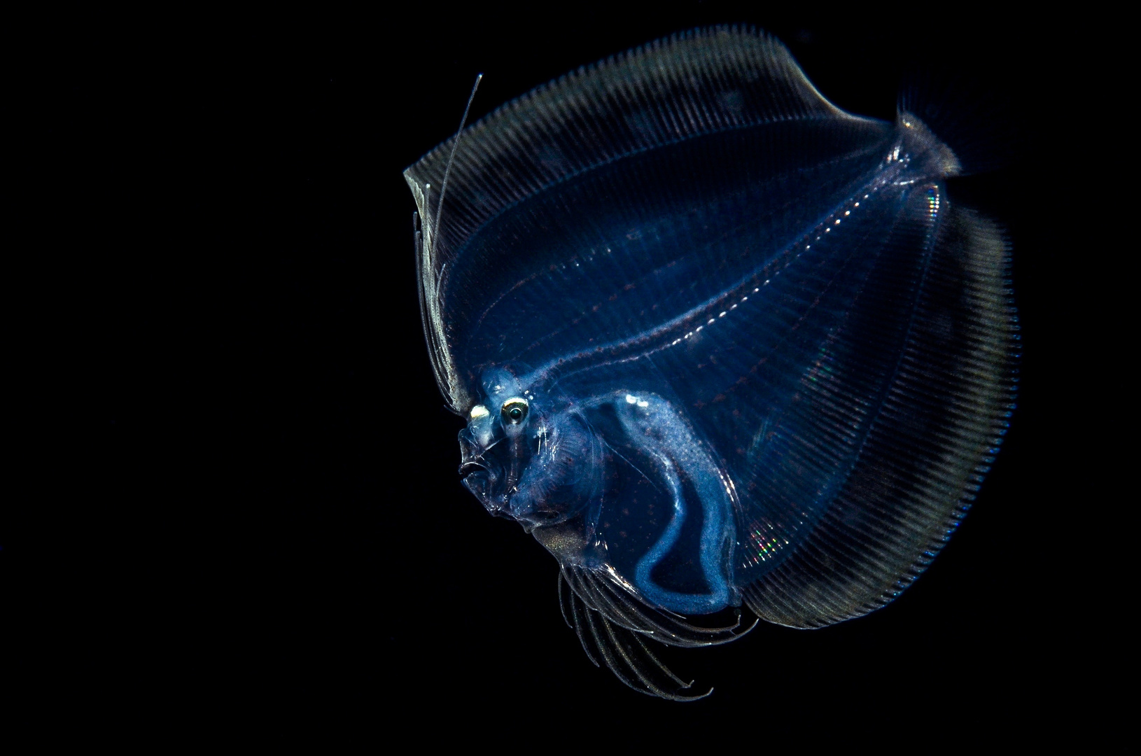 Flunder Foto & Bild | unterwasser, uw-salzwasser, natur-kreativ Bilder ...