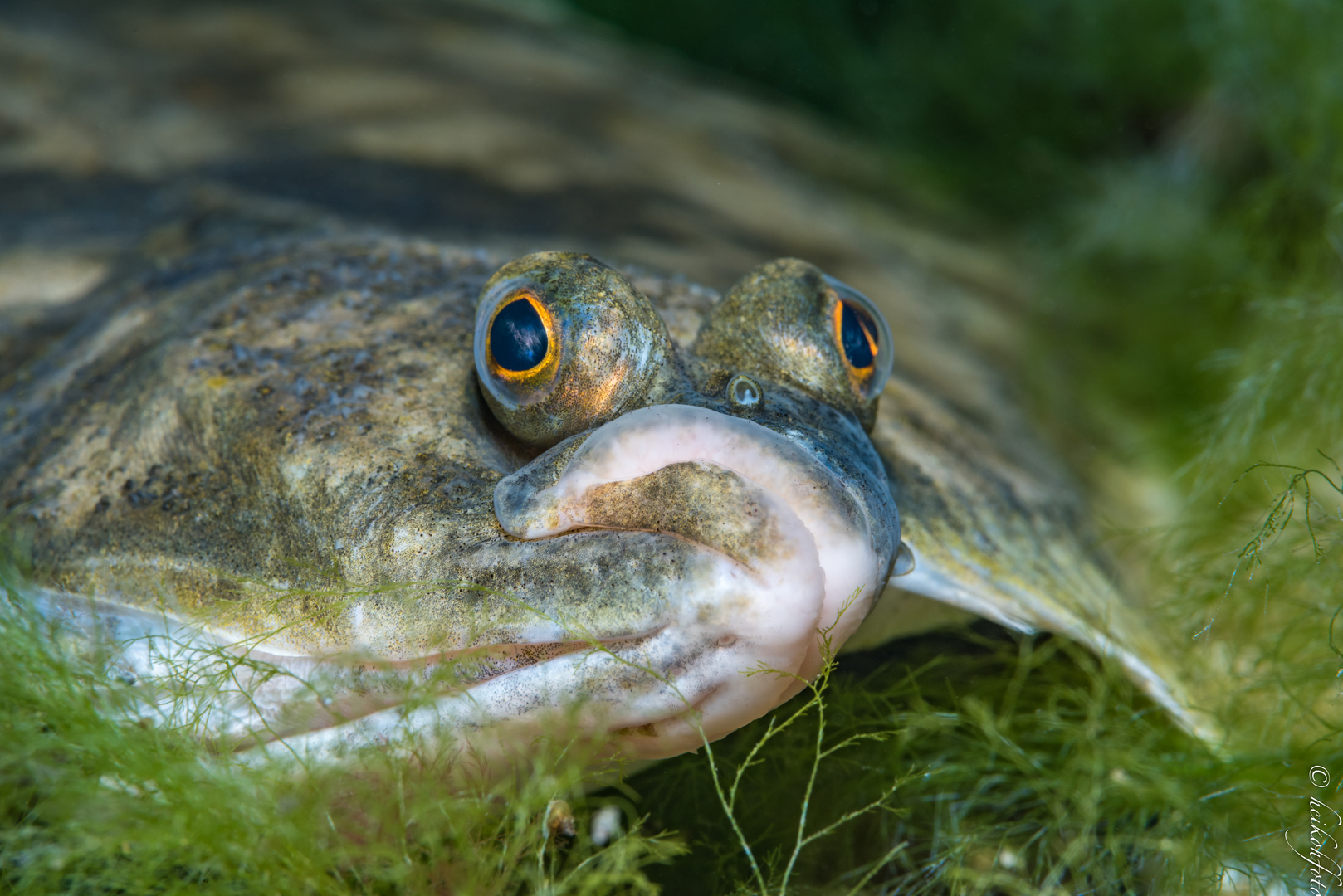 Flunder Foto & Bild | wasser, ostsee, natur Bilder auf fotocommunity