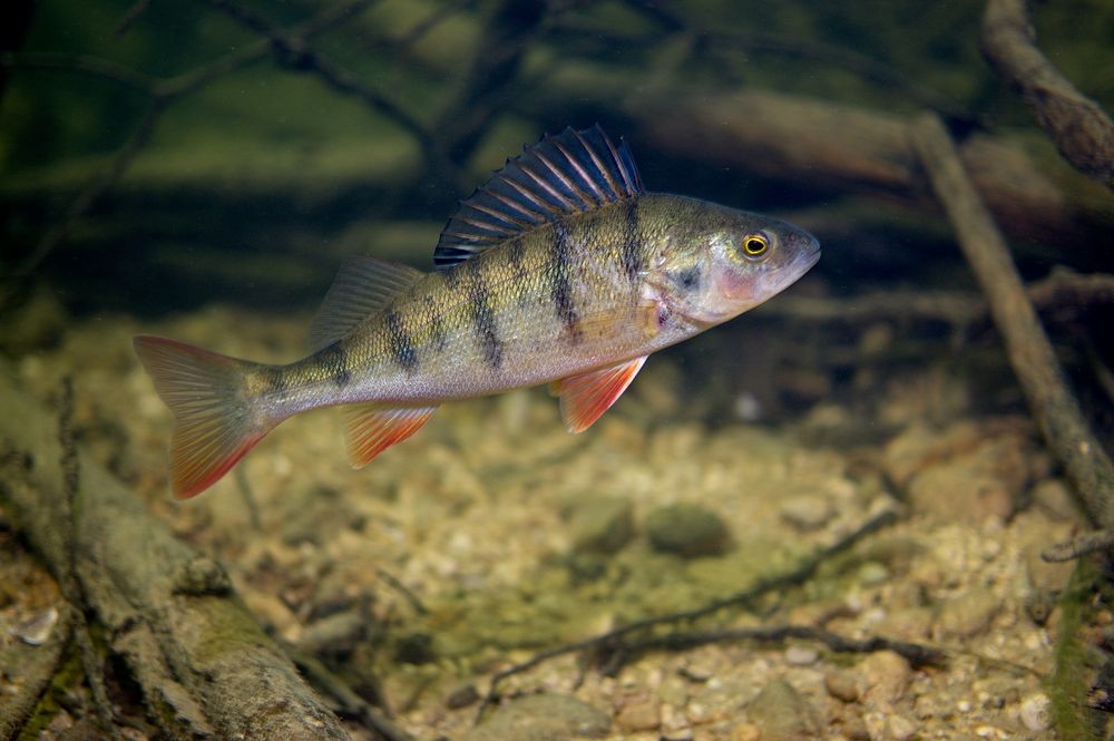 Flußbarsch Foto & Bild | tiere, wildlife, fische Bilder auf fotocommunity