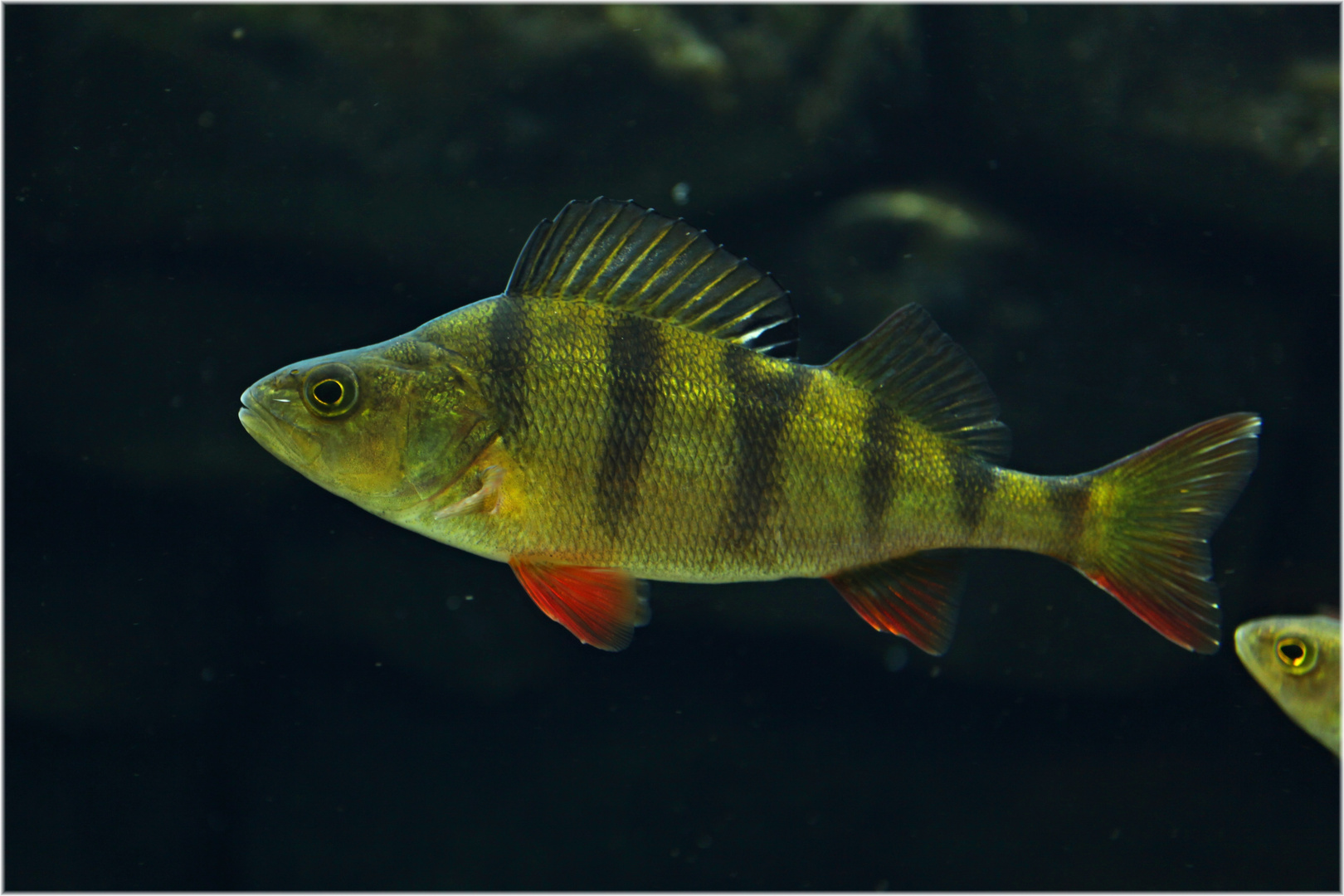 Flußbarsch Foto & Bild | tiere, zoo, wildpark & falknerei, zoo: fische ...