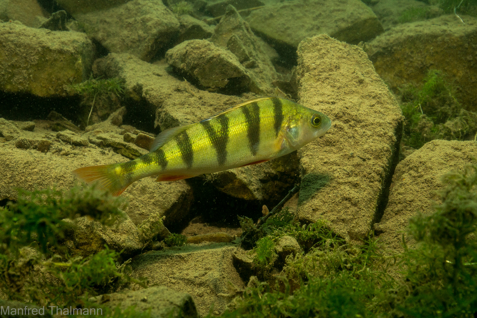Flussbarsch Foto & Bild | natur, tauchen, unterwasser Bilder auf ...