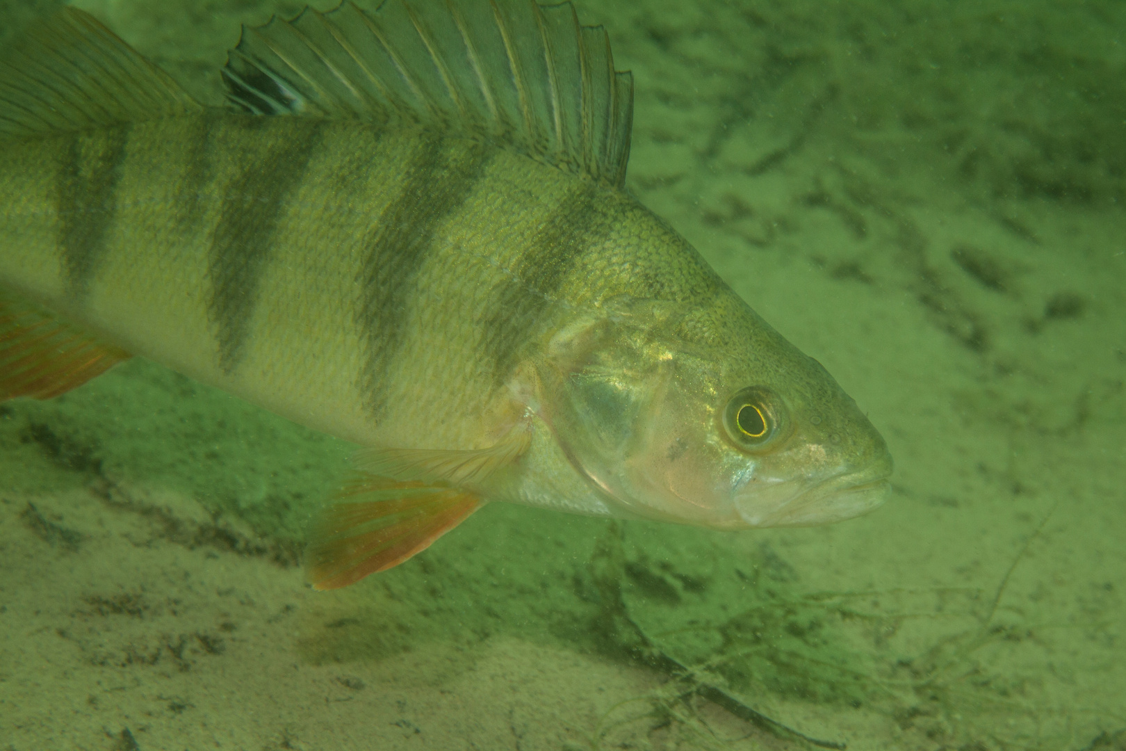 Flussbarsch Neufeldersee Foto & Bild | tiere, wildlife, fische Bilder ...