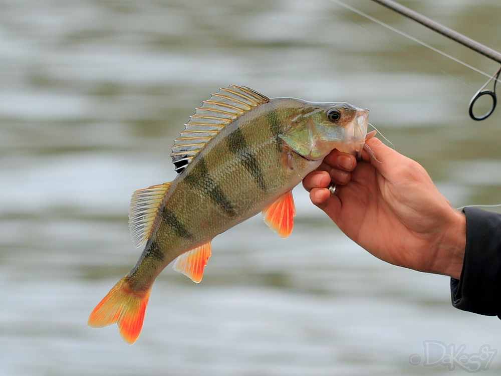 Flussbarsch (Perca fluviatilis) Foto & Bild | sport, angeln ...