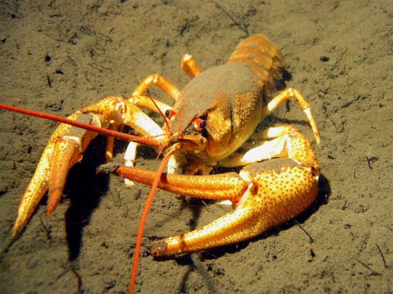 Flusskrebs Foto & Bild | unterwasser, natur-kreativ, aufnahmetechniken ...