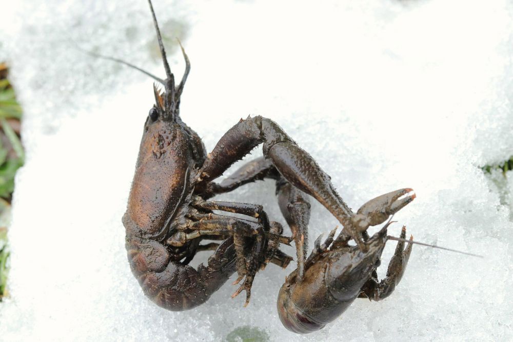 Flusskrebs Foto & Bild | tiere, natur, see Bilder auf fotocommunity