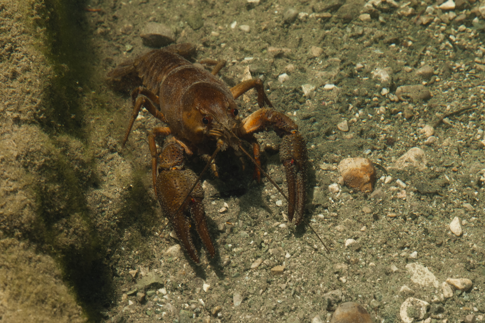 Flusskrebs Foto & Bild | tiere, wildlife, landschaft Bilder auf ...