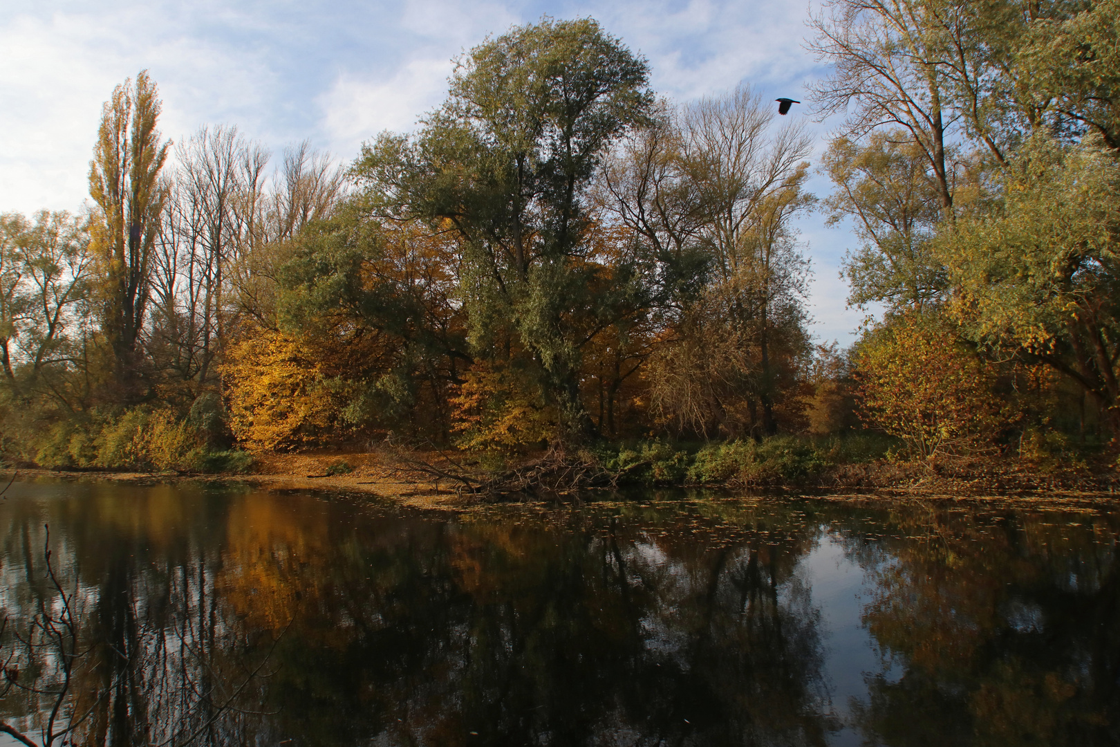 Flusslandschaft mit Krähe Foto & Bild | landschaften, wasser, bäume ...