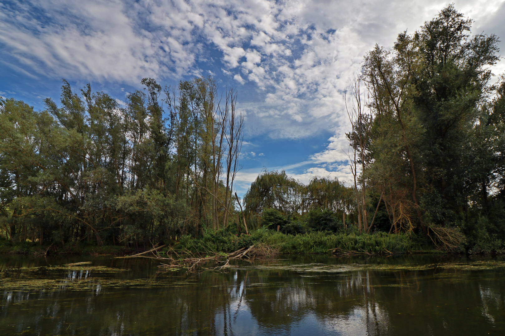 Flussufer mit Bruchholz Foto & Bild | landschaften, sommer, wasser ...