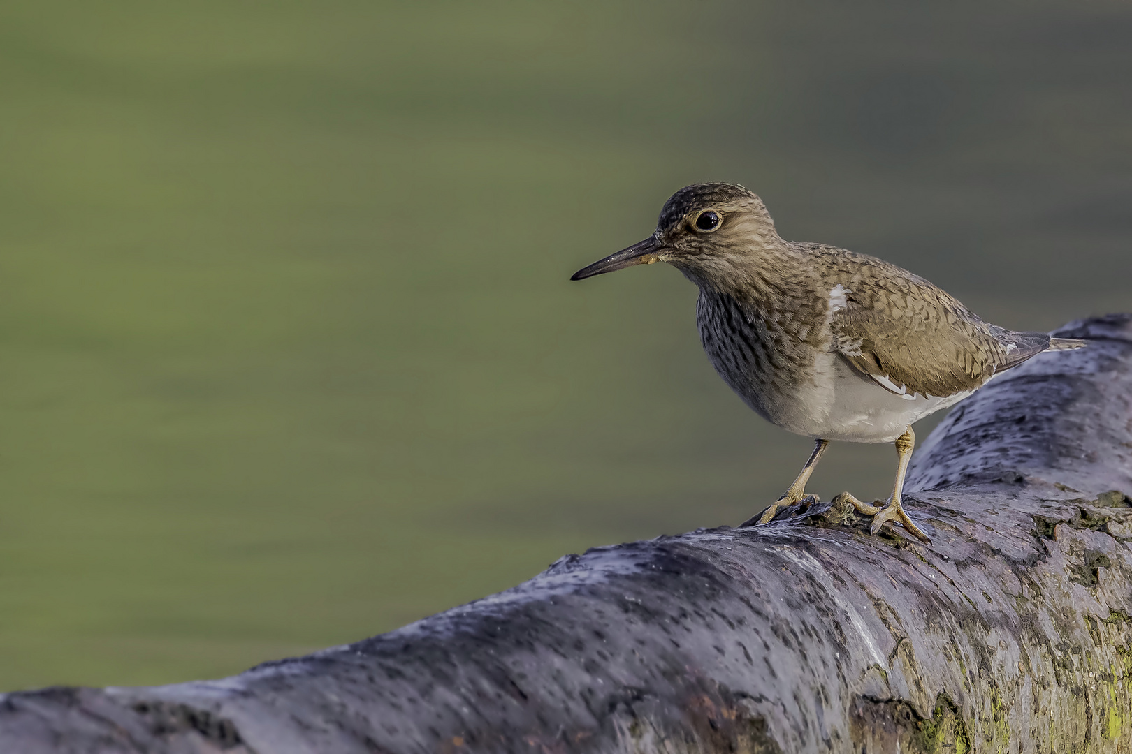 Flussuferläufer (Actitis hypoleucos) Foto & Bild | tiere, wildlife, wild lebende vögel Bilder ...
