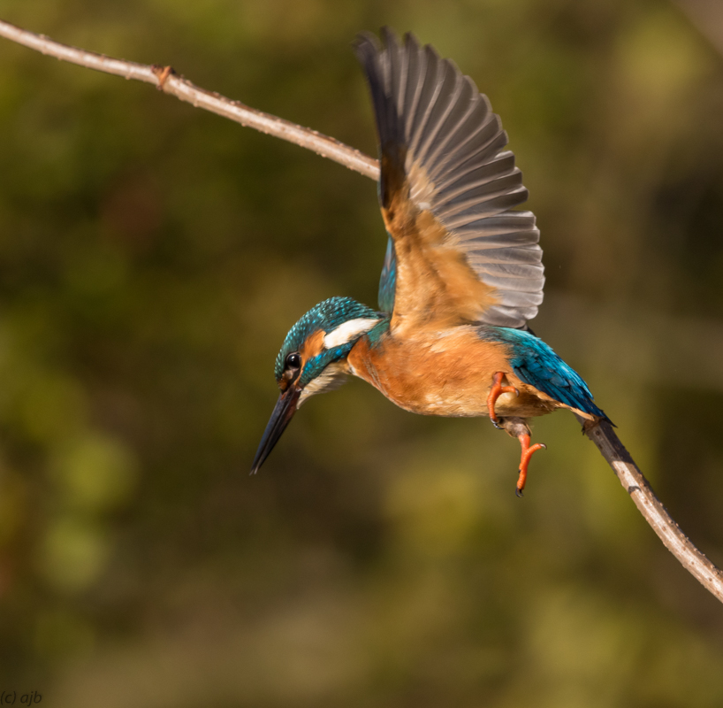 Flutter Foto & Bild | natur, tiere, vögel Bilder auf fotocommunity