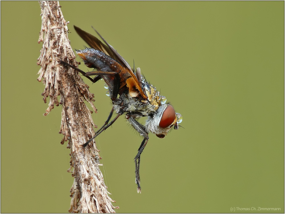 Fly . Foto & Bild | tiere, wildlife, insekten Bilder auf fotocommunity
