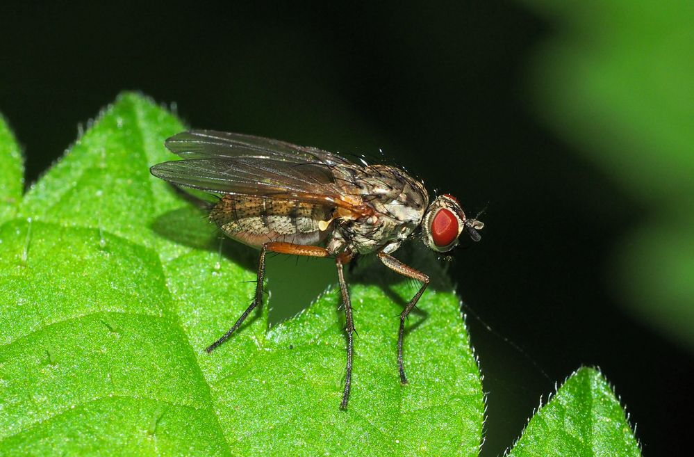 Fly Foto & Bild | natur, fliege, insekt Bilder auf fotocommunity