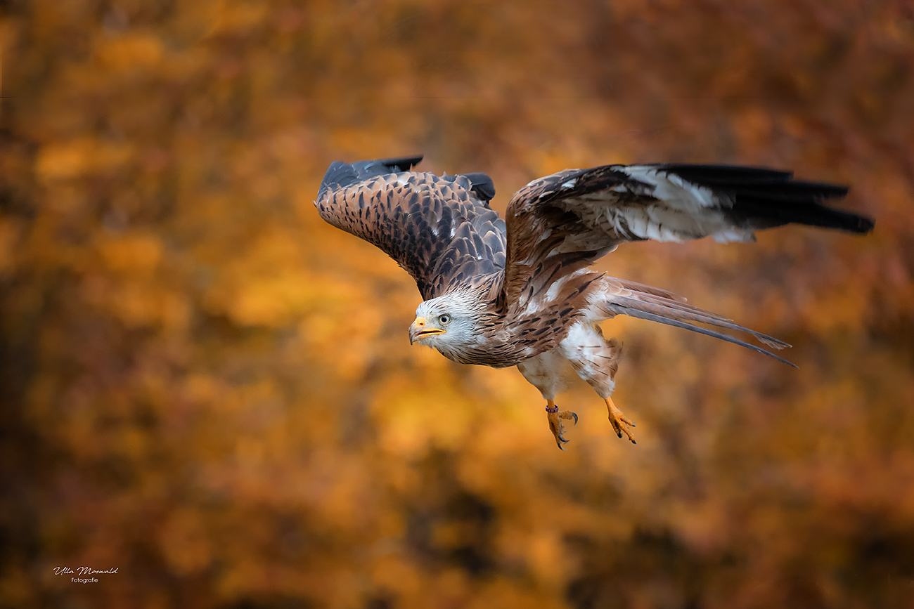 ...fly... Foto & Bild | natur, herbst, tier Bilder auf fotocommunity